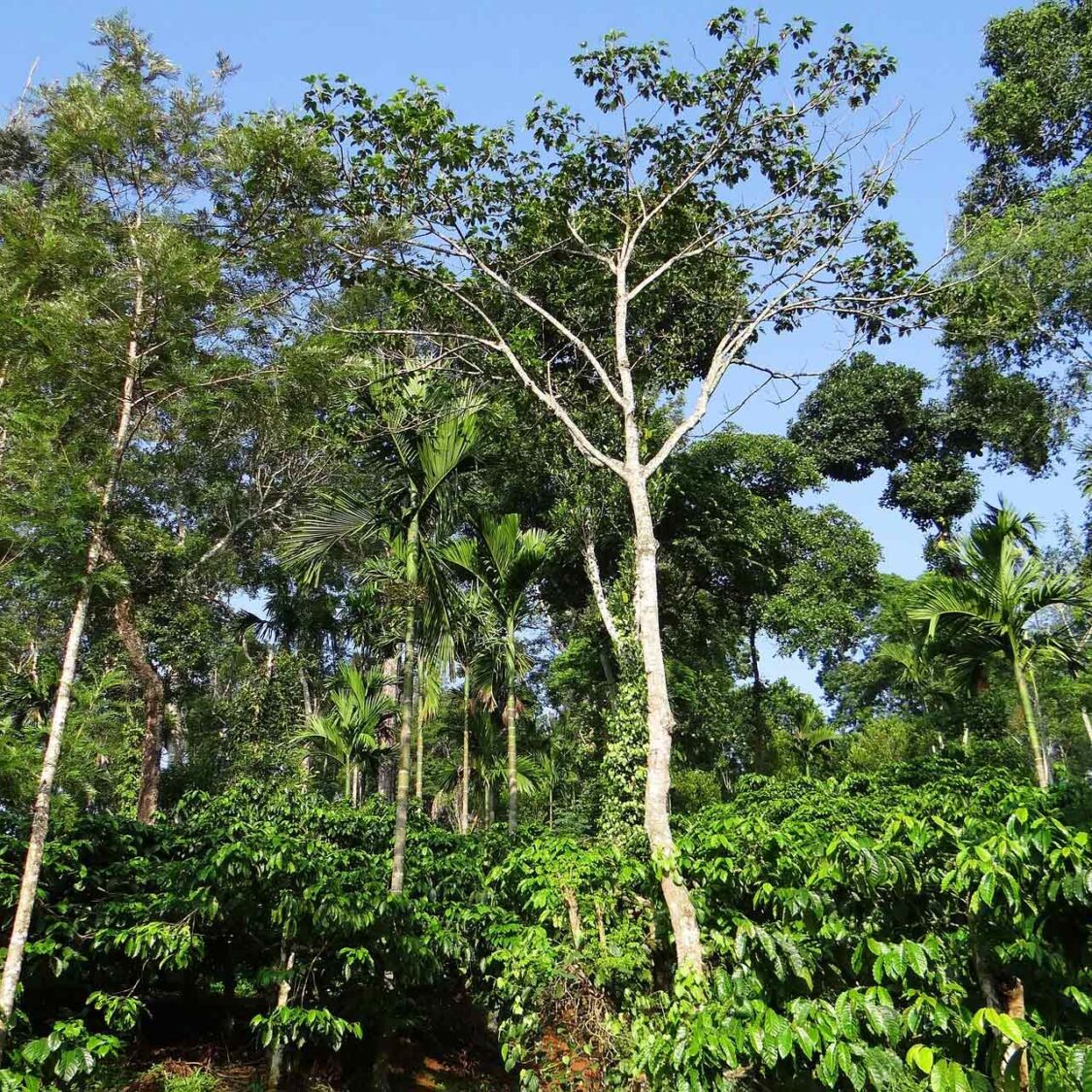 News & Resources | Restoration Seed Capital Facility